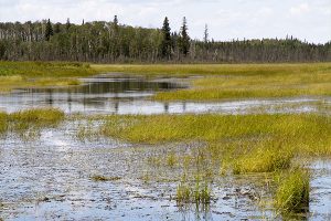 La Ronge Wild Rice Corporation